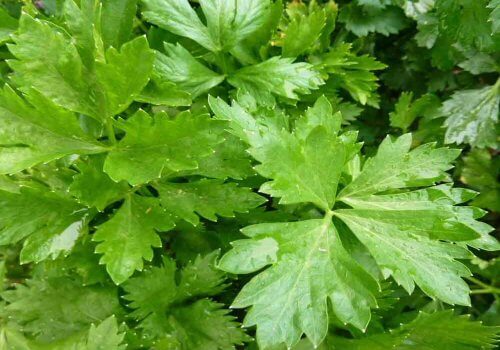 Mint | passionforgardening.co.uk